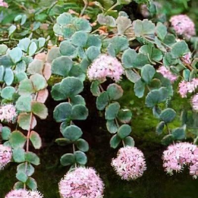 sedum sieboldii