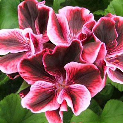 sybil geraniums
