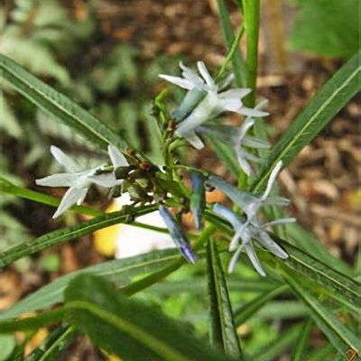 Amsonia 'Ernst Pagels'