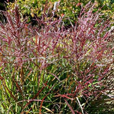 does miscanthus sinensis spread