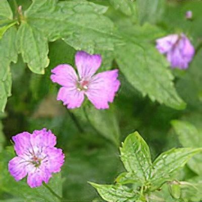Geranium nodosum
