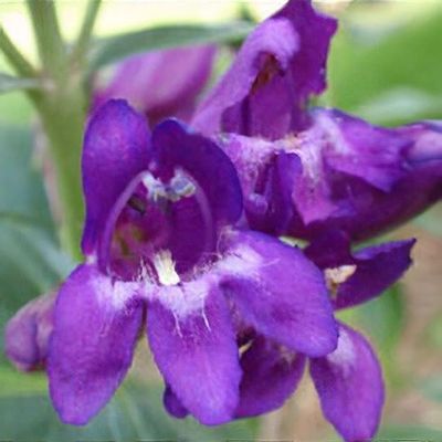 penstemon tzar
