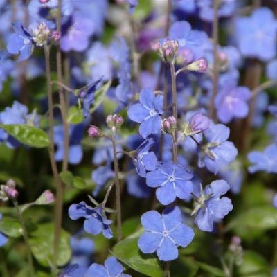 Omphalodes cappadocica 'Cherry Ingram'