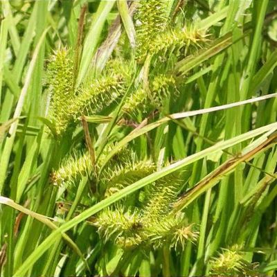 carex acuta