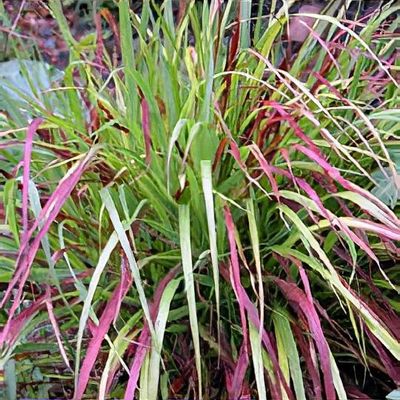 panicum virgatum ruby ribbons