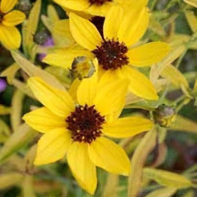 coreopsis calypso