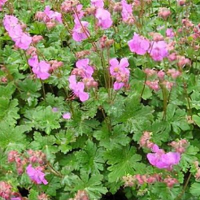 geranium karmina care