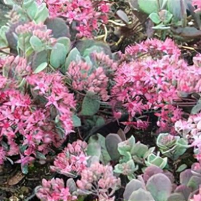 sedum x thunderhead