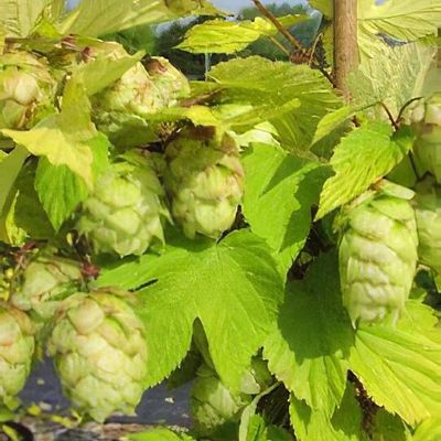 Humulus lupulus 'Golden Tassels'