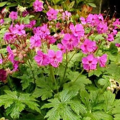 Geranium macrorrhizum 'Bevan's Variety'