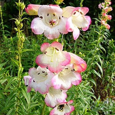 penstemon tzar