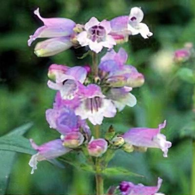 penstemon tzar