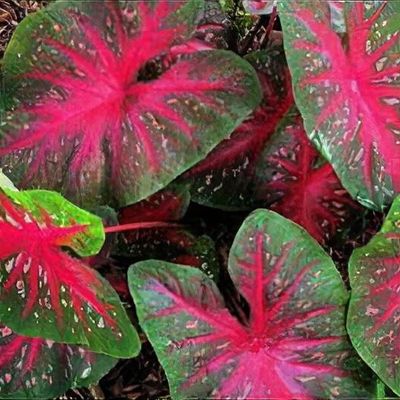 caladium 'red flash'