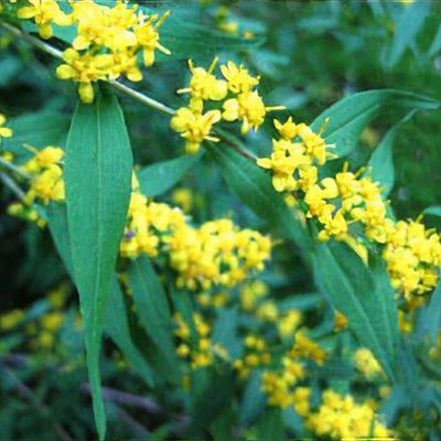 solidago queenie