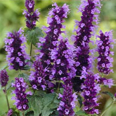 agastache firebird