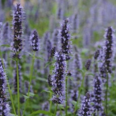 agastache black adder