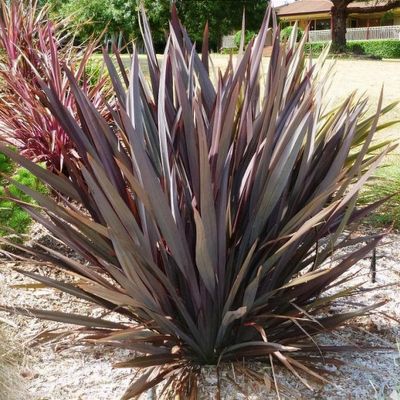 phormium tree