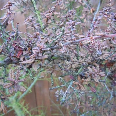ceanothus tree dying