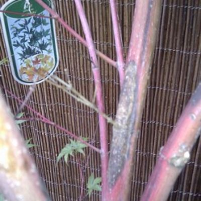 acer tree bark problems
