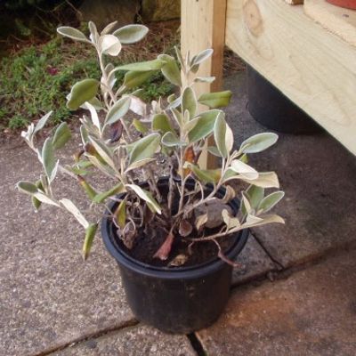 senecio greyi