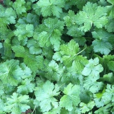 wild geranium weed control
