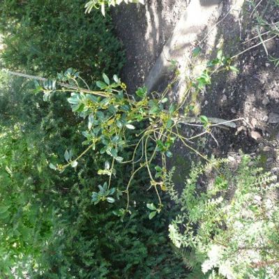 ilex aquifolium jc van tol