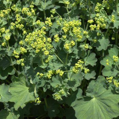 alchemilla sciura