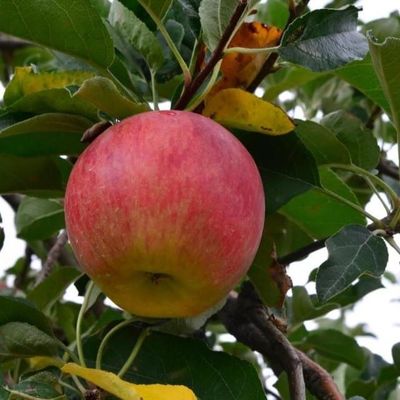 Malus domestica 'Jazz'