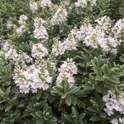 veronica silver carpet