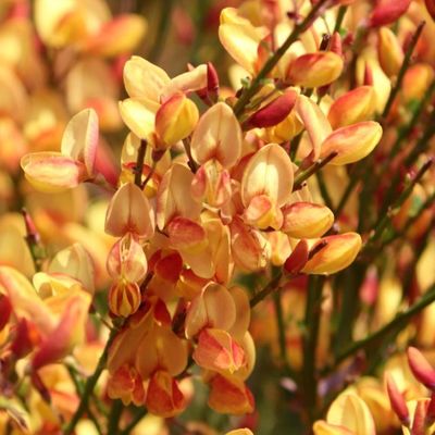cytisus scoparius pruning