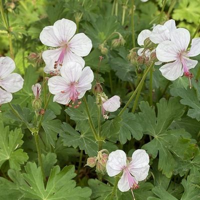 salome geranium
