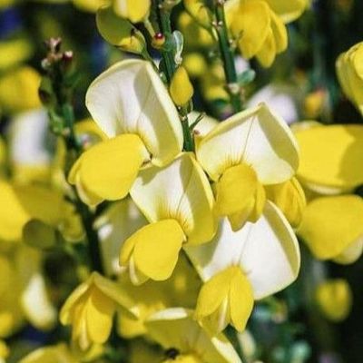 cytisus scoparius pruning