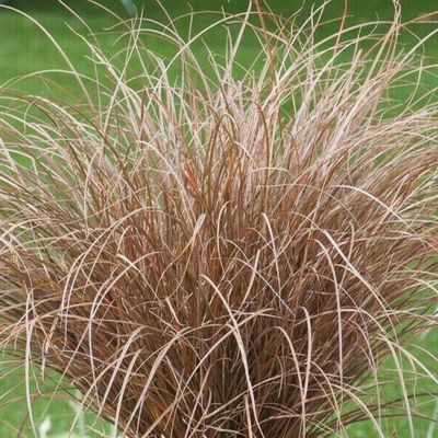 carex paniculata