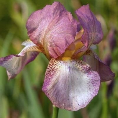 Iris 'Benton Daphne'