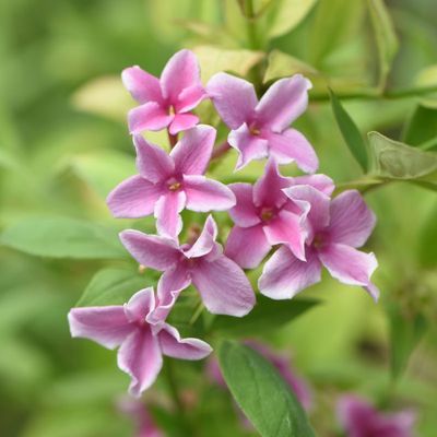 pink jasminum beesianum