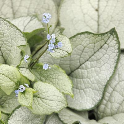white brunnera