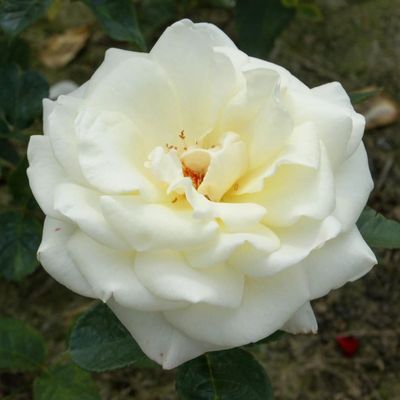 Rosa 'Yorkshire Bank'