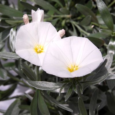 convolvulus sabatius compacta