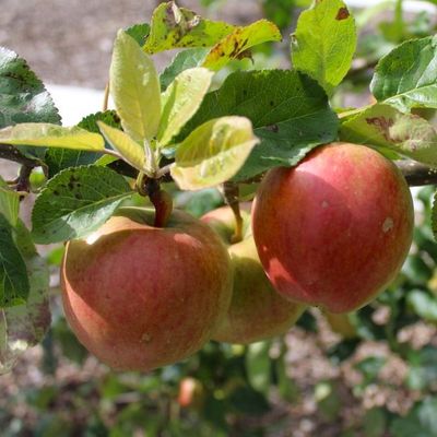 Malus domestica 'Saturn'