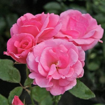 Rosa 'Frau Astrid Späth'