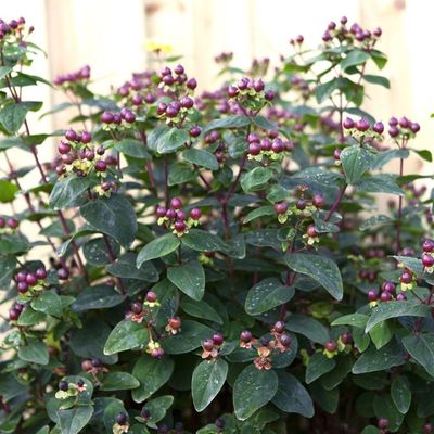 hypericum inodorum magical midnight glow