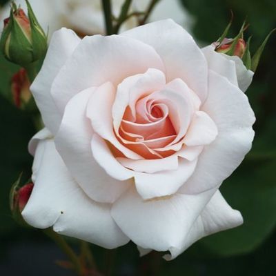 Rosa 'Ophelia'