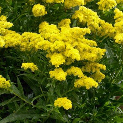 solidago canadensis golden baby