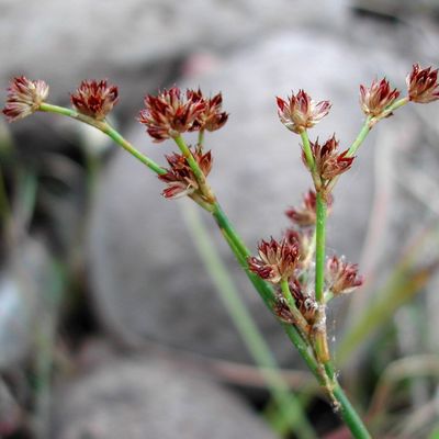 juncus twisted arrows zone