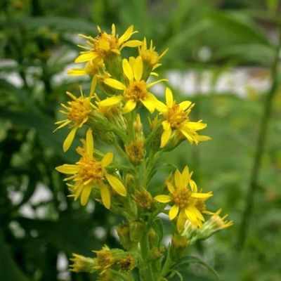 solidago queenie