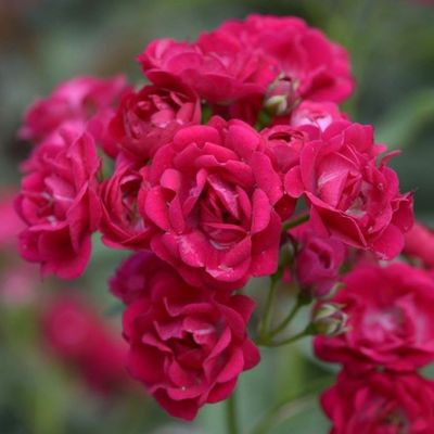 Rosa 'Perennial Domino'