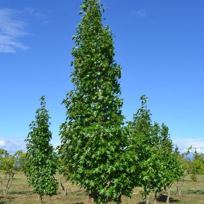 liquidambar styraciflua stared