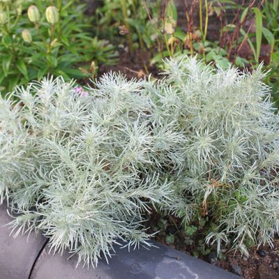 dwarf artemisia