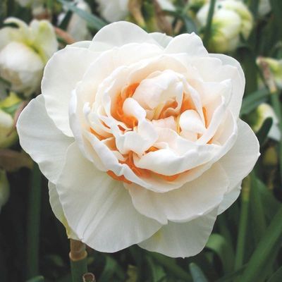 daffodil white marvel