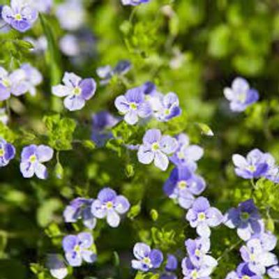 veronica repens native